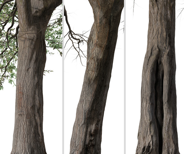 ArtStation - Set of Terminalia sericea Tree ( Silver cluster leaf ) (2 ...
