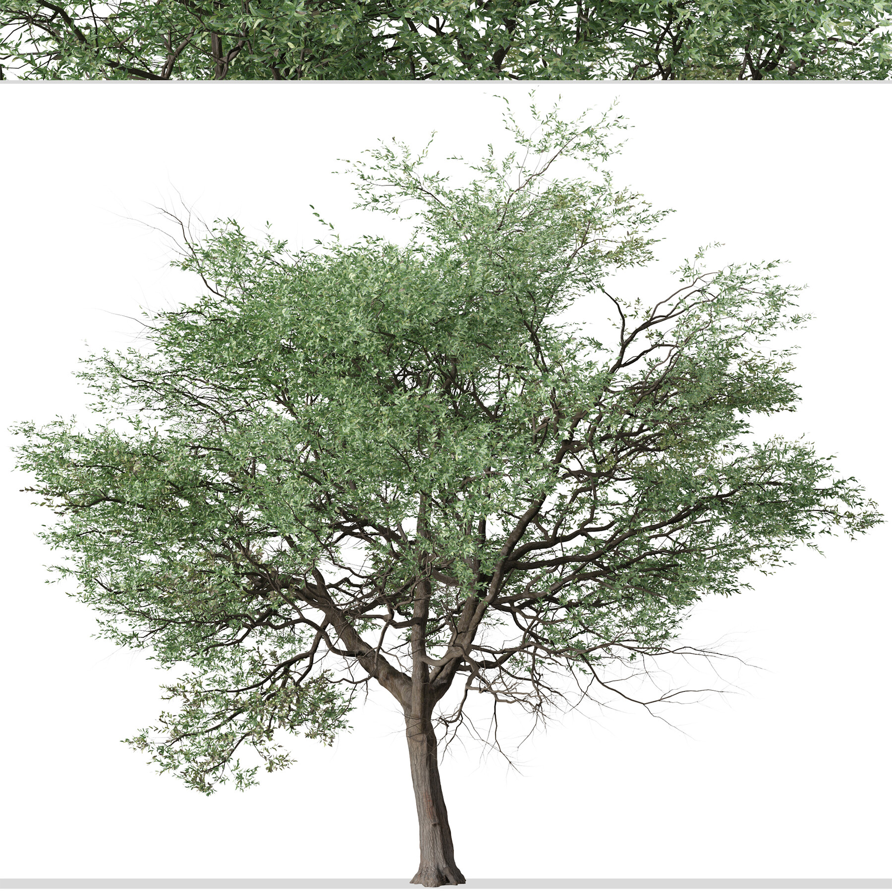 ArtStation - Set of Terminalia sericea Tree ( Silver cluster leaf ) (2 ...