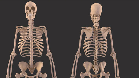 ArtStation - Human Skeleton Bones with Anatomy | Game Assets