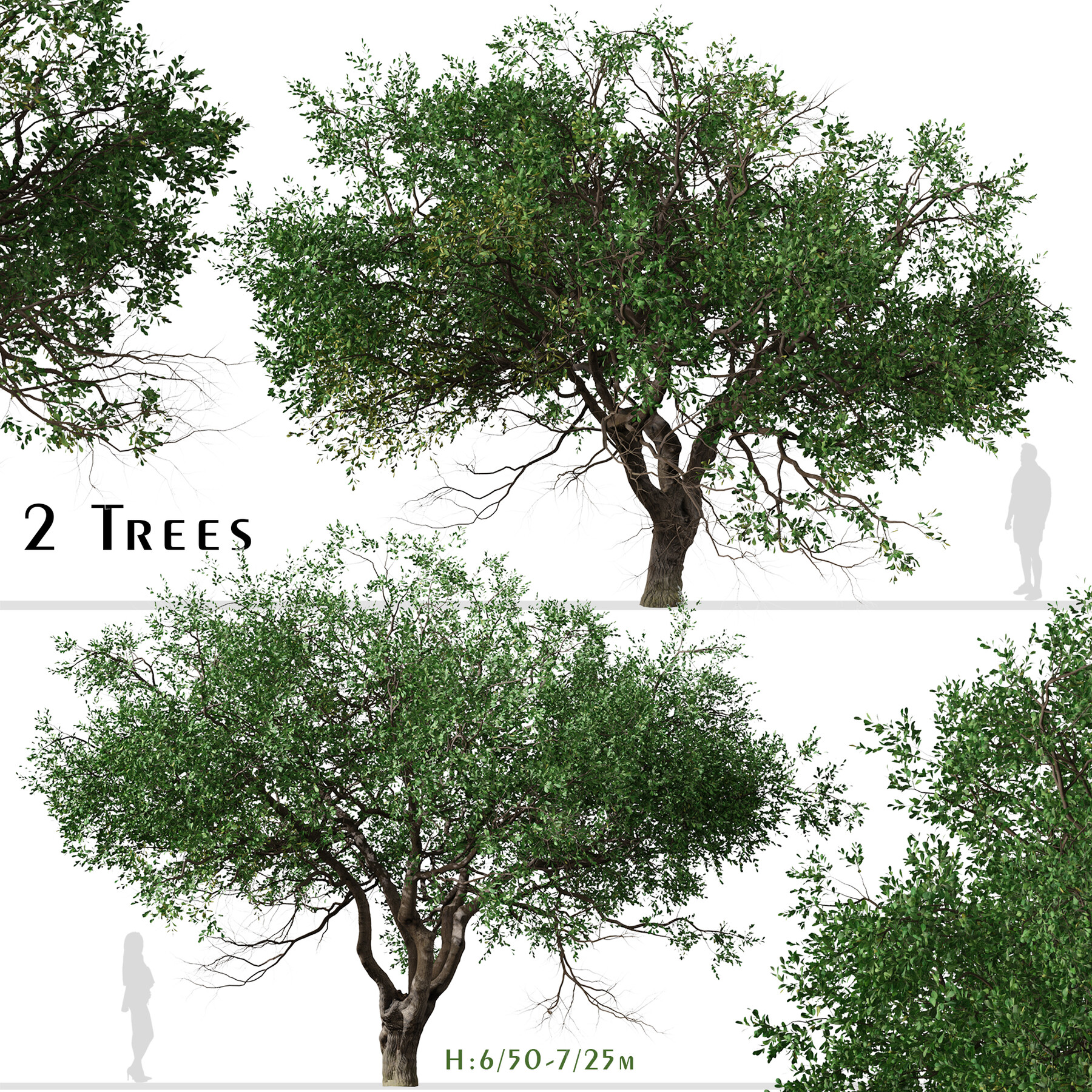 ArtStation - Set of Black Olive Tree ( Bucida buceras ) (2 Trees) ( 3Ds ...