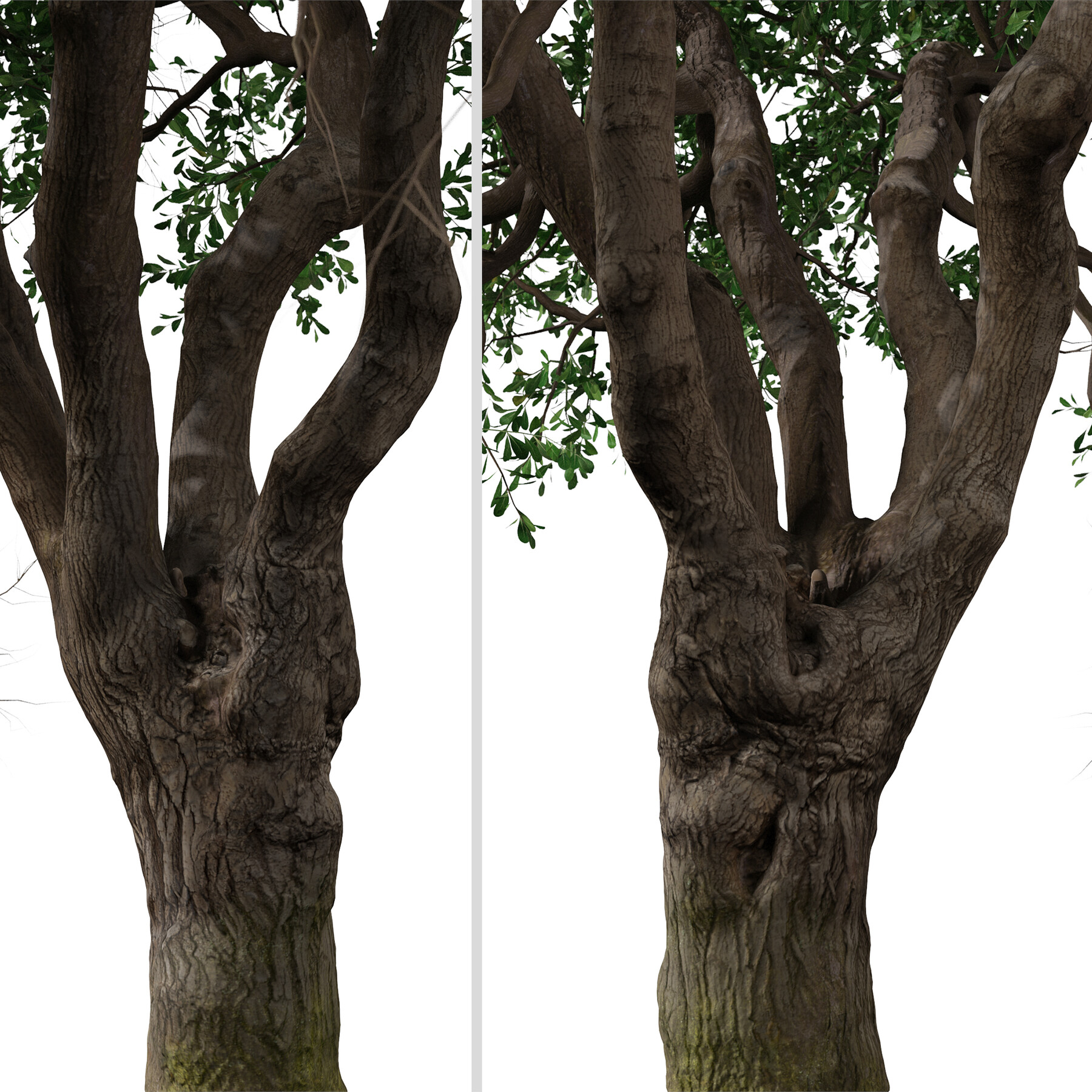ArtStation - Set of Black Olive Tree ( Bucida buceras ) (2 Trees) ( 3Ds ...
