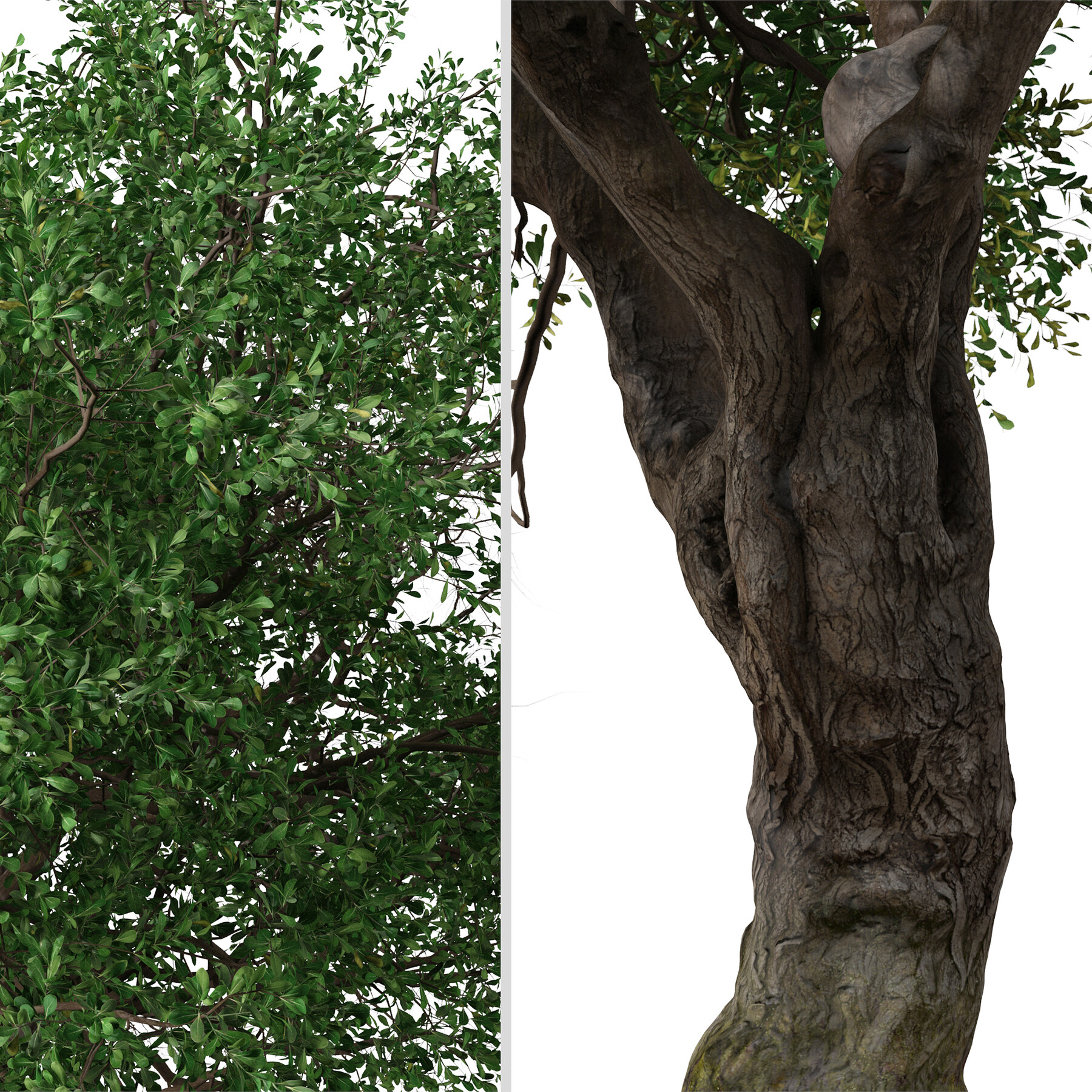 ArtStation - Set of Black Olive Tree ( Bucida buceras ) (2 Trees) ( 3Ds ...