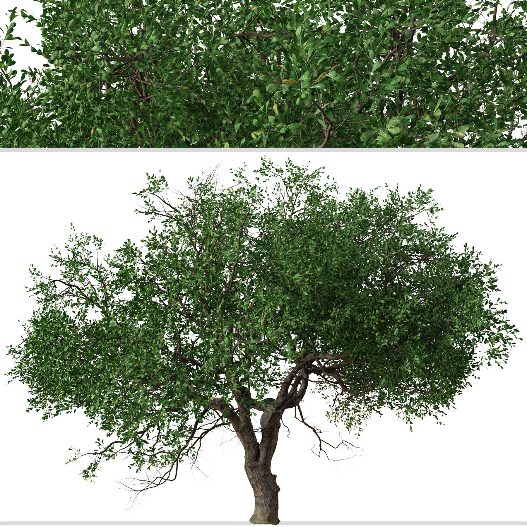 ArtStation - Set of Black Olive Tree ( Bucida buceras ) (2 Trees) ( 3Ds ...