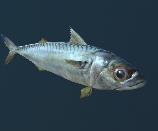 ArtStation - Mackerel Fish | Game Assets