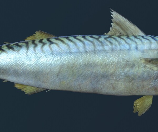 ArtStation - Mackerel Fish | Game Assets