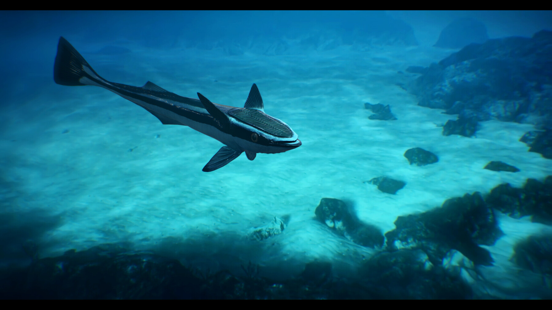 ArtStation - Remora Fish | Game Assets