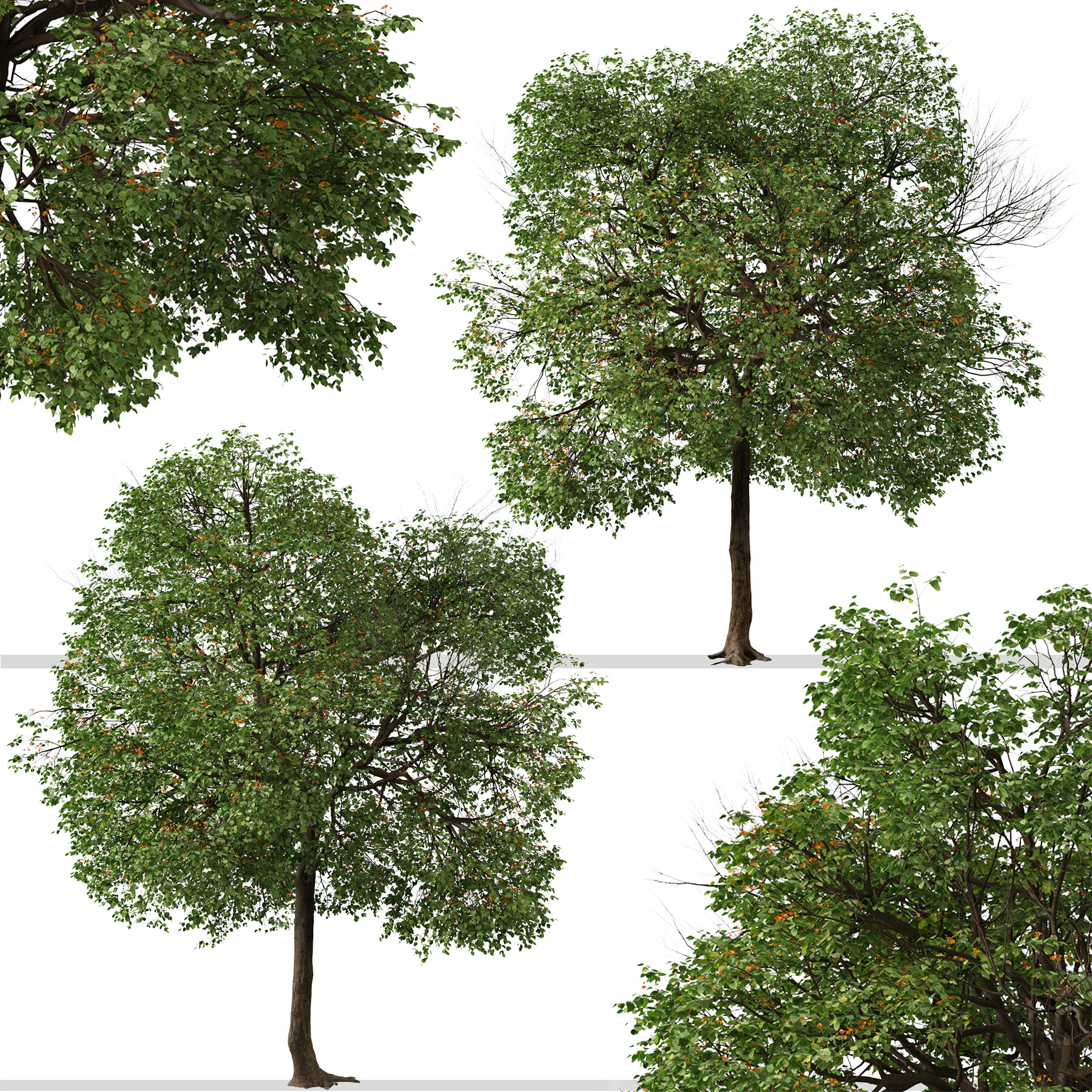ArtStation - Set of Cordia sebestena Tree ( Geiger tree ) (2 Trees ...