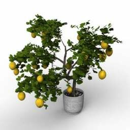 ArtStation - Resource-Interior-Lemon Tree | Resources