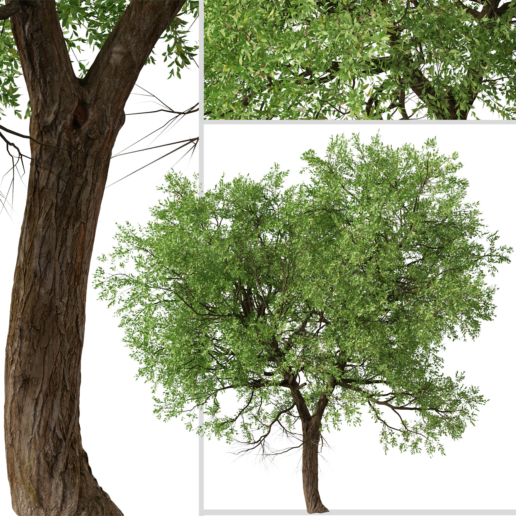 ArtStation - Set of Maclura pomifera Tree ( Osage orange ) (2 Trees ...