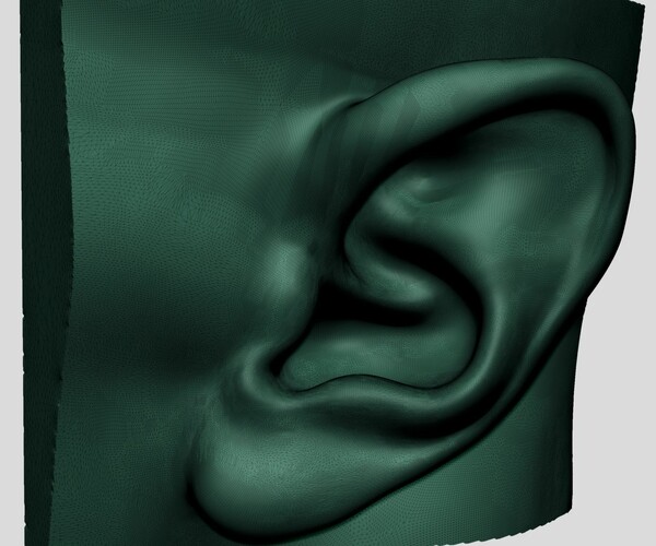 ArtStation - Ear Models | Resources
