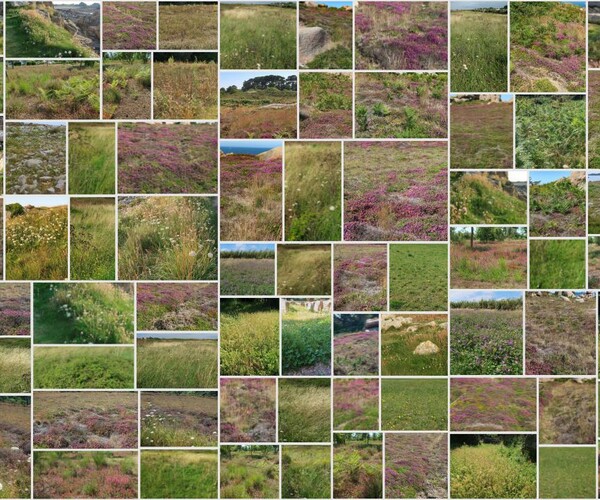 ArtStation - WILD BLOOMING GRASS - Photo reference pack - 260+ JPG ...