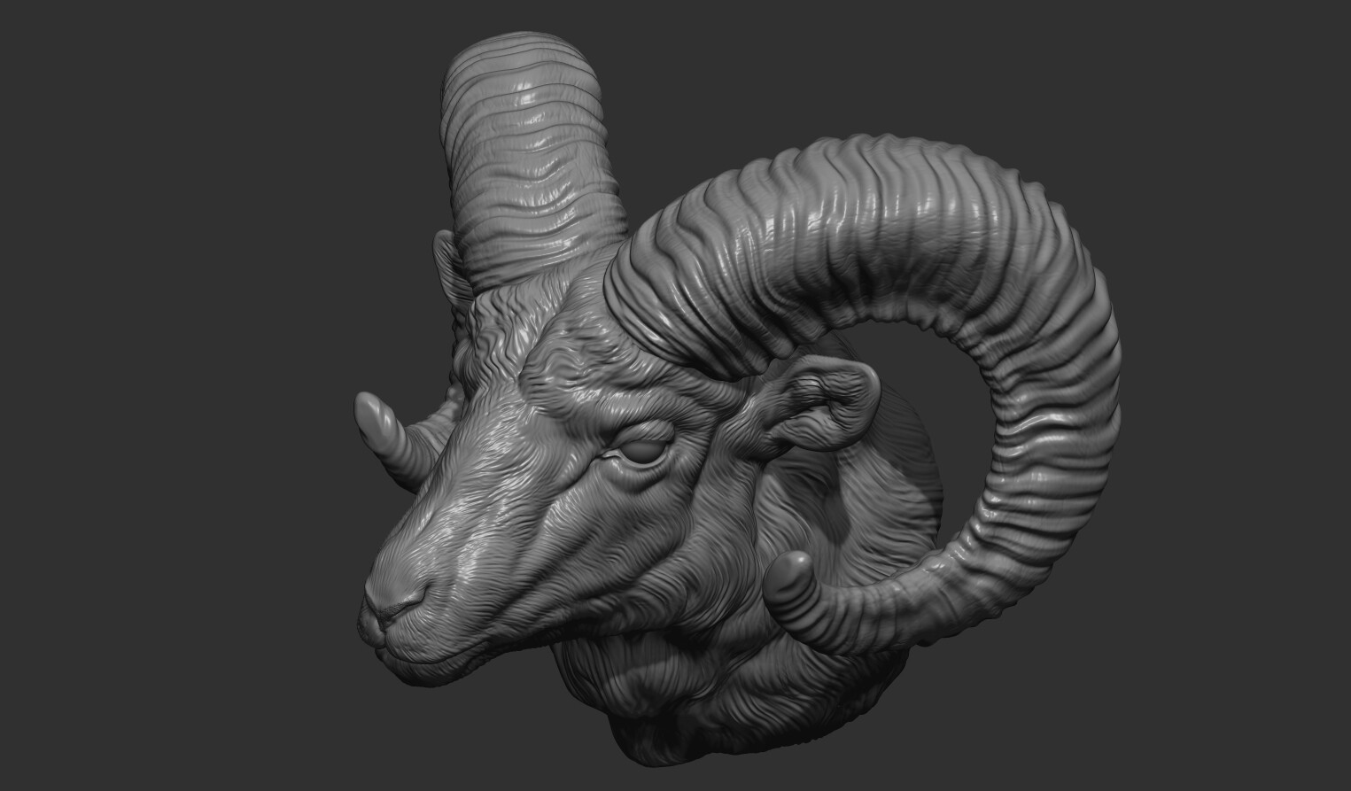 ArtStation - Big Horned Ram head | Resources