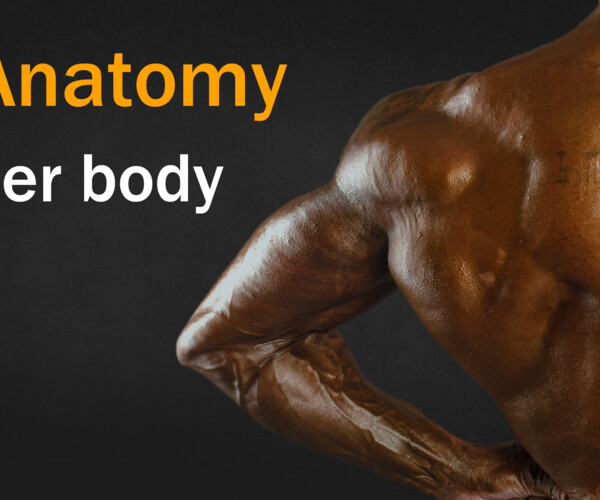 ArtStation - muscles anatomy of the upper body VOL 01 | Resources