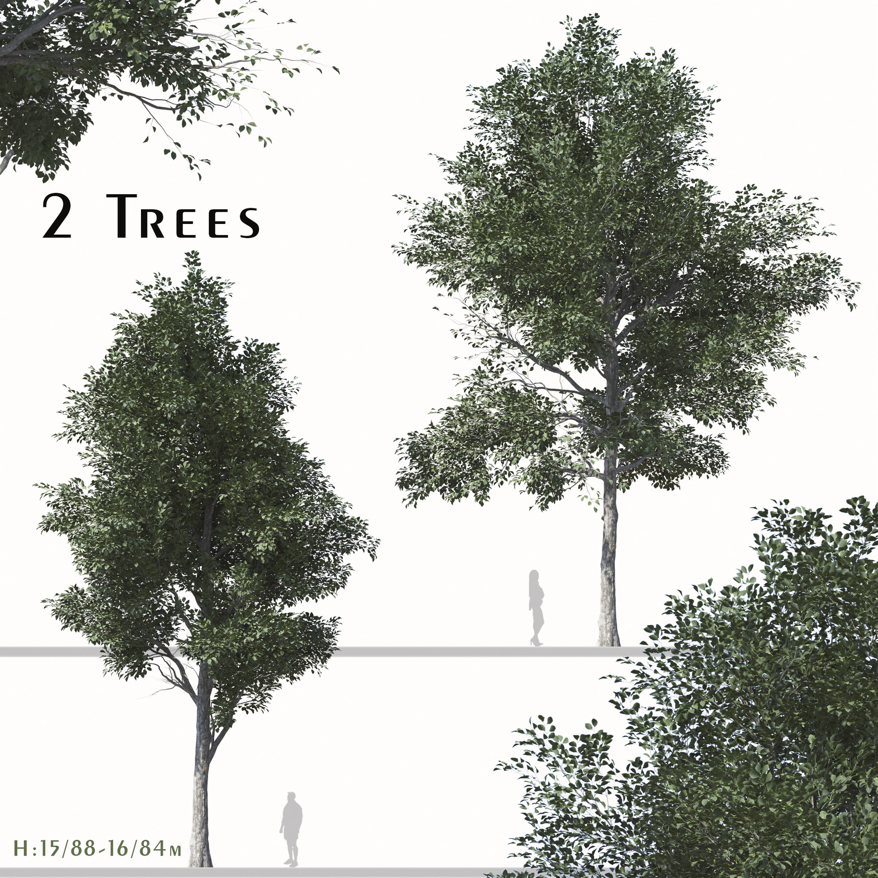 ArtStation - Set of Populus Przewalskii Trees ( Populus simonii ) ( 2 ...