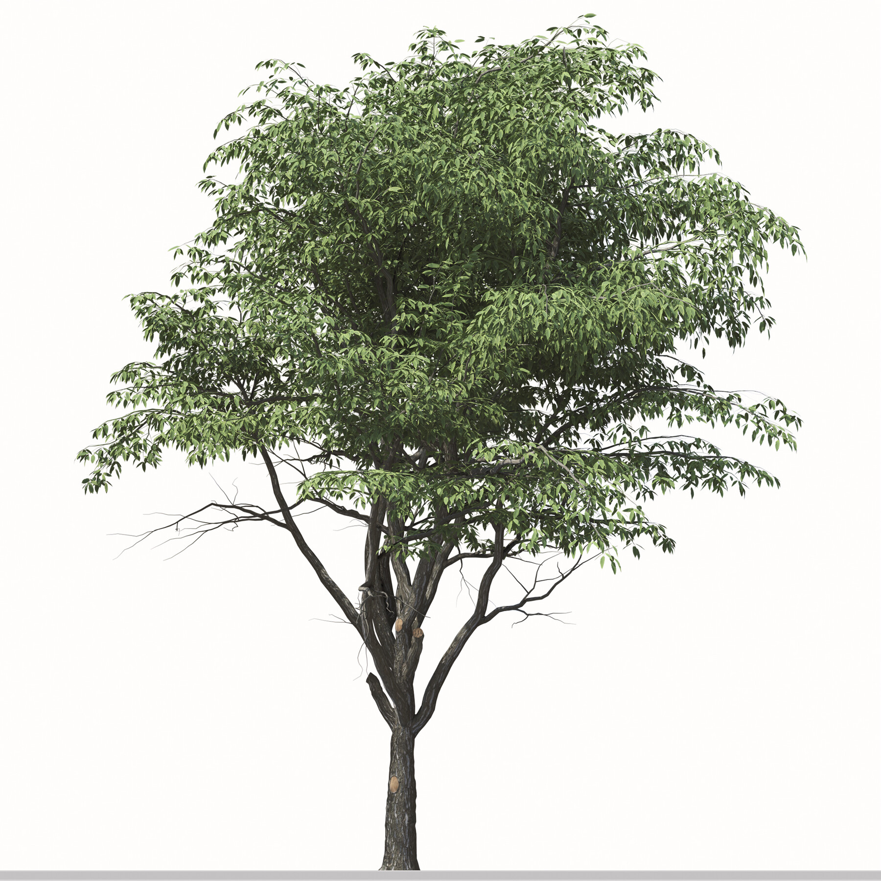 ArtStation - Set of Pterocarya stenoptera Trees (Chinese wingnut) (2 ...