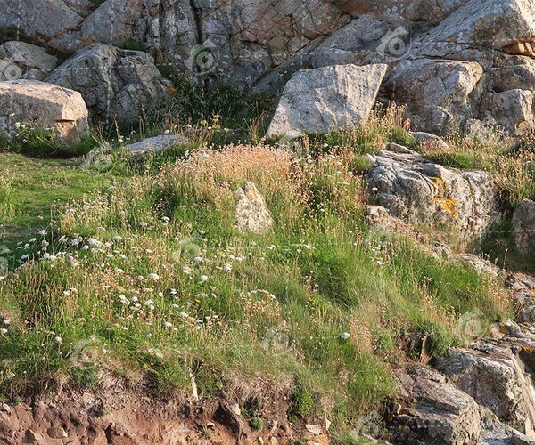 ArtStation - WILD BLOOMING GRASS - Photo reference pack - 260+ JPG ...