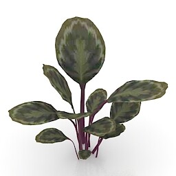 ArtStation - Resource-Interior-Exterior-Flower Calathea | Resources