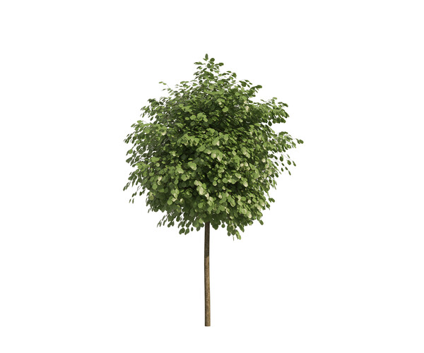 ArtStation - street landscape tree 3d models | Resources