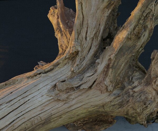 ArtStation - Fallen Tree Stump Photogrammetry | Game Assets
