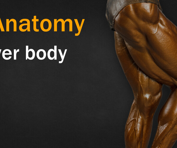 ArtStation - muscles anatomy of the Lower body VOL 02 | Resources