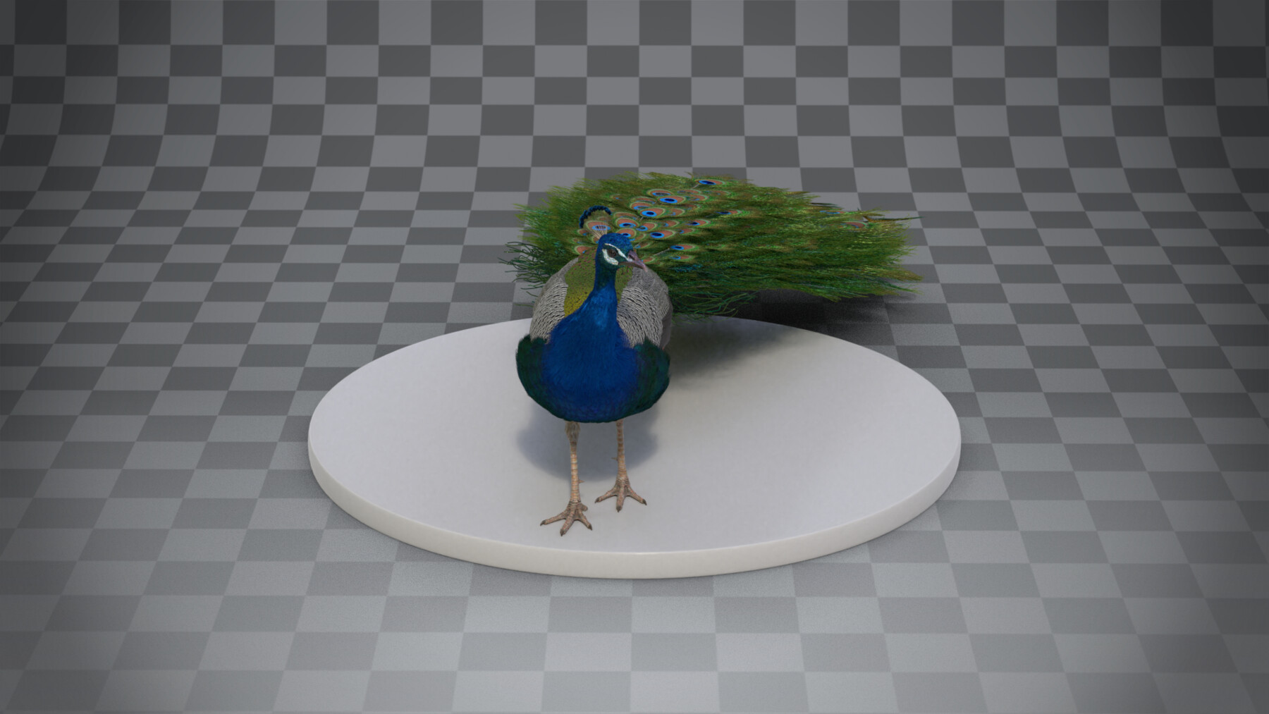 ArtStation - Indian Peafowl Animated | VFX Grace | Game Assets