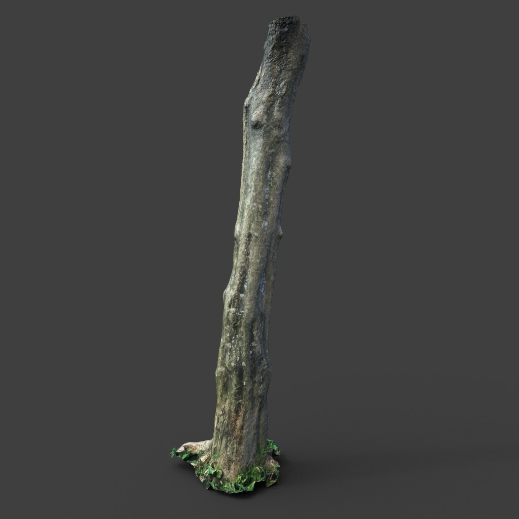 ArtStation - Low poly - High poly Trunk 03 - Photogrammetry | Game Assets