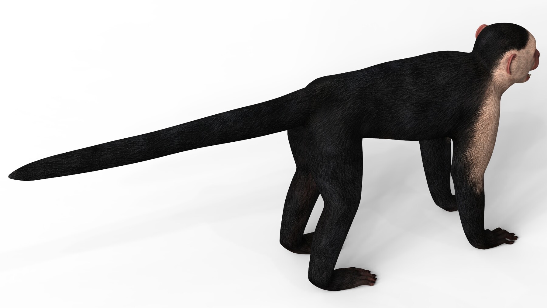 ArtStation - Capuchin Monkey | Resources