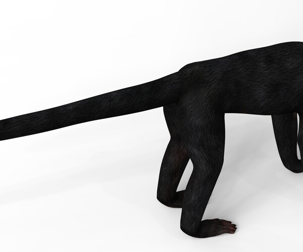 ArtStation - Capuchin Monkey | Resources