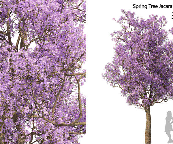 ArtStation - Spring Jacaranda Mimosifolia Tree | Resources