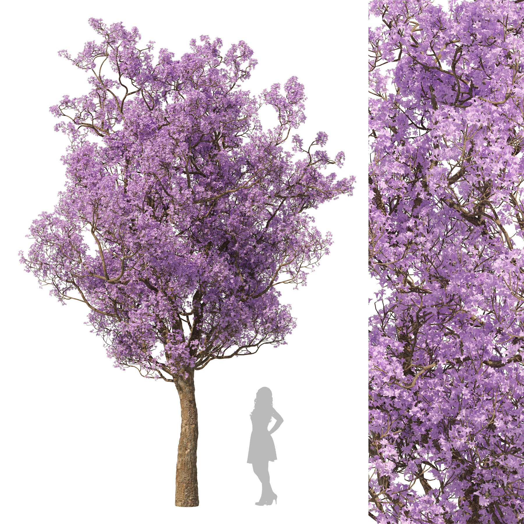 ArtStation - Spring Jacaranda Mimosifolia Tree | Resources