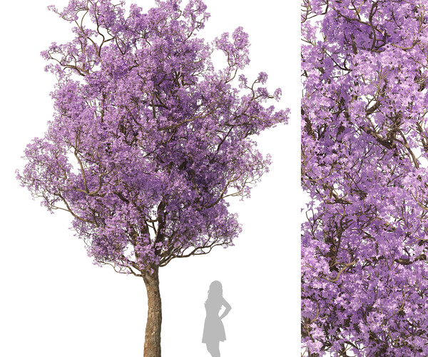 ArtStation - Spring Jacaranda Mimosifolia Tree | Resources