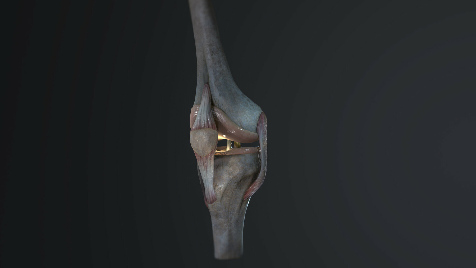 ArtStation - Low poly knee 3d joint model | Resources