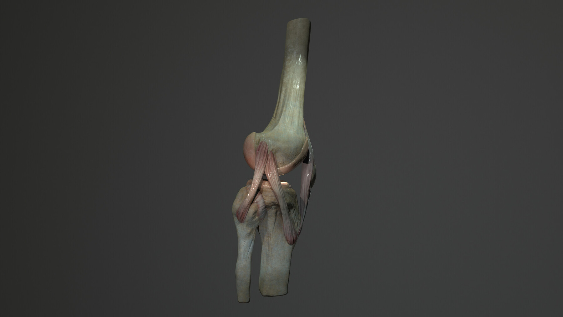 ArtStation - Low poly knee 3d joint model | Resources