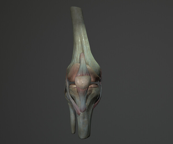 ArtStation - Low poly knee 3d joint model | Resources