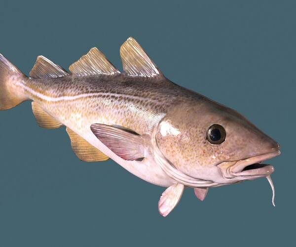 ArtStation - Cod Fish | Game Assets