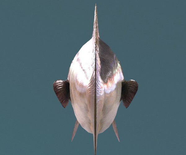 ArtStation - Cod Fish | Game Assets
