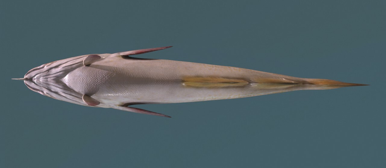 ArtStation - Cod Fish | Game Assets