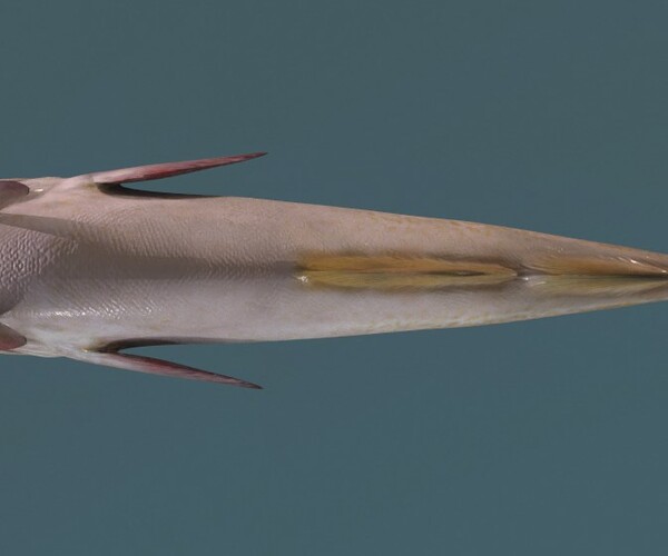 ArtStation - Cod Fish | Game Assets