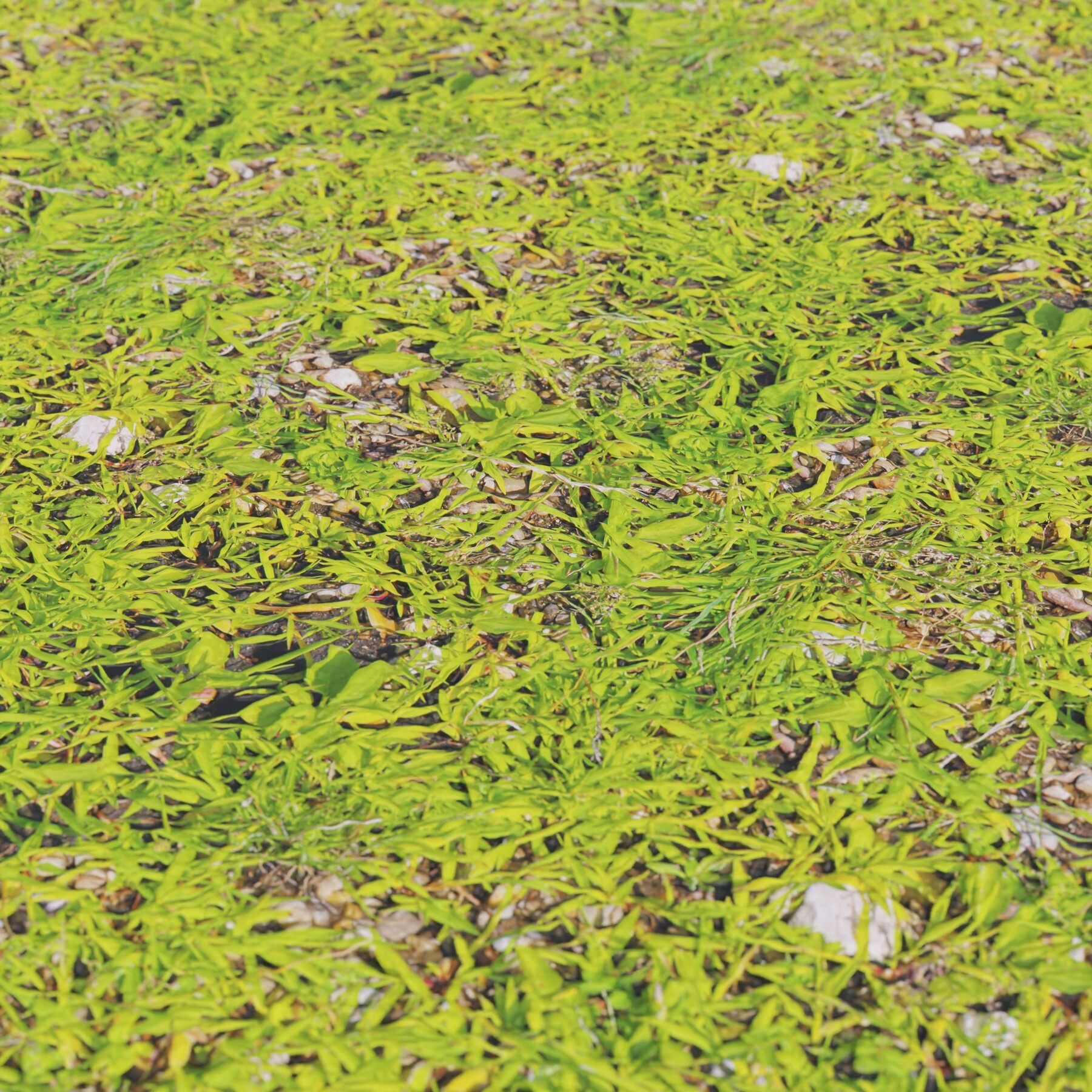 ArtStation - Grass Ground 1 PBR Material | Game Assets