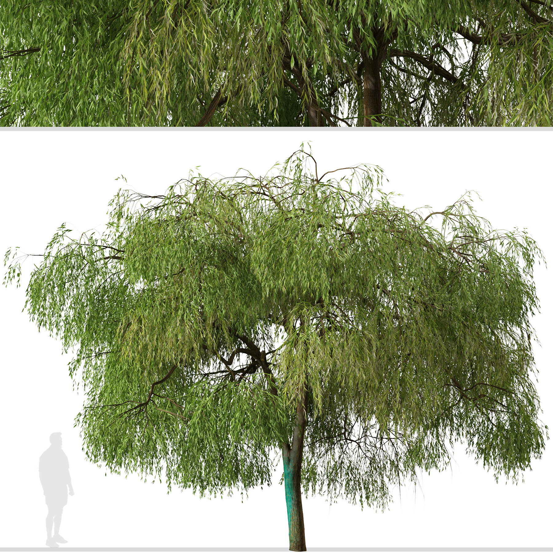 ArtStation - Set of Australian Willow Tree ( Geijera parviflora ) (2 ...