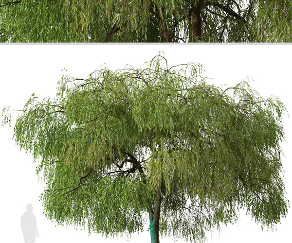 ArtStation - Set of Australian Willow Tree ( Geijera parviflora ) (2 ...