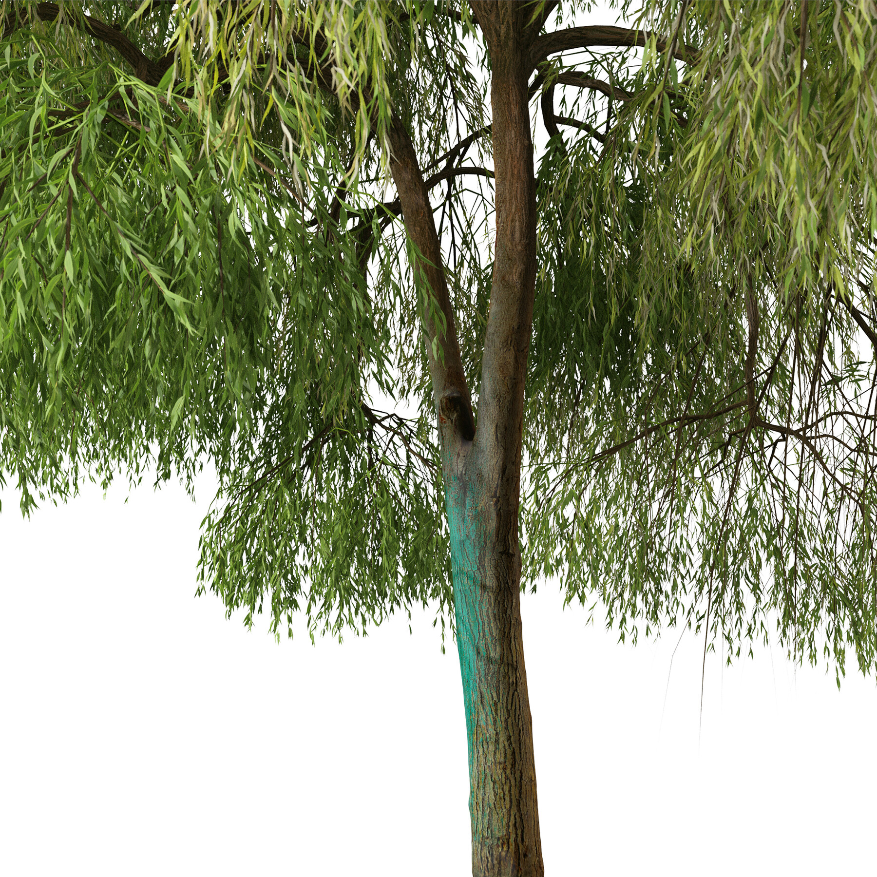 ArtStation - Set of Australian Willow Tree ( Geijera parviflora ) (2 ...