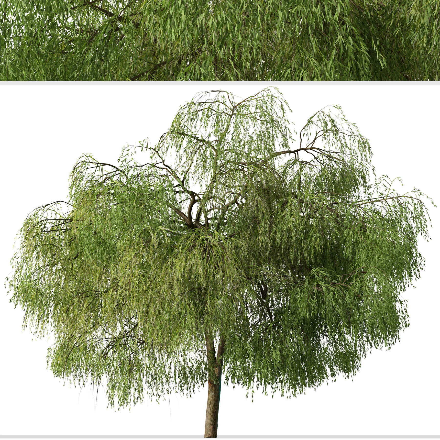 ArtStation - Set of Australian Willow Tree ( Geijera parviflora ) (2 ...