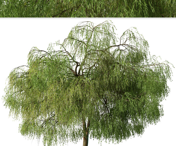 ArtStation - Set of Australian Willow Tree ( Geijera parviflora ) (2 ...