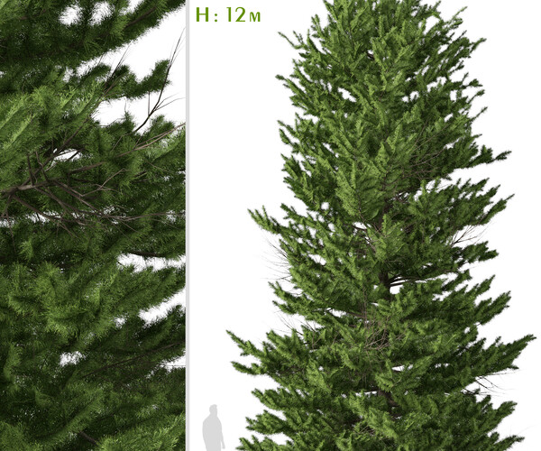ArtStation - Red spruce Tree ( Picea rubens ) ( 3Ds MAX - Blender ...
