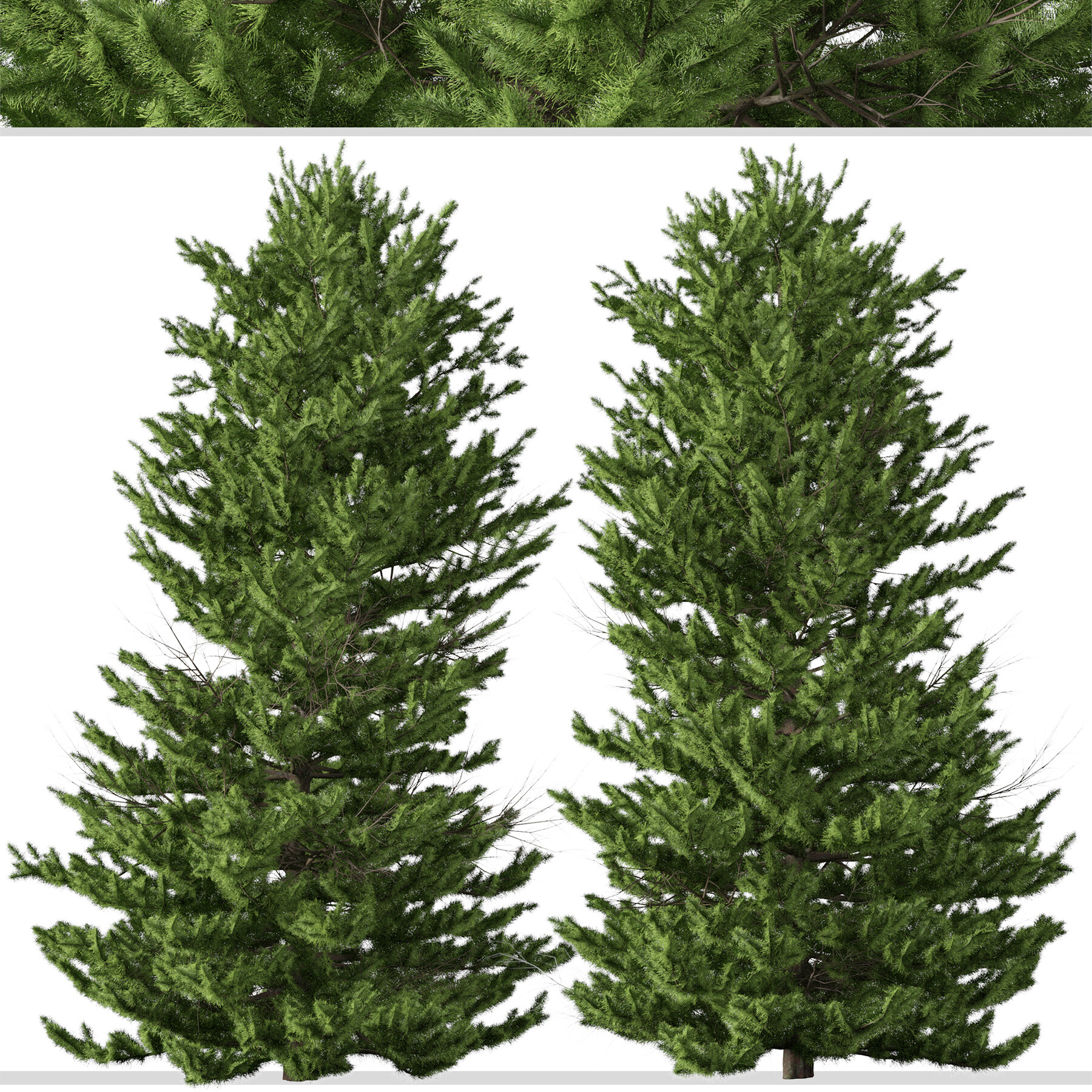 ArtStation - Red spruce Tree ( Picea rubens ) ( 3Ds MAX - Blender ...