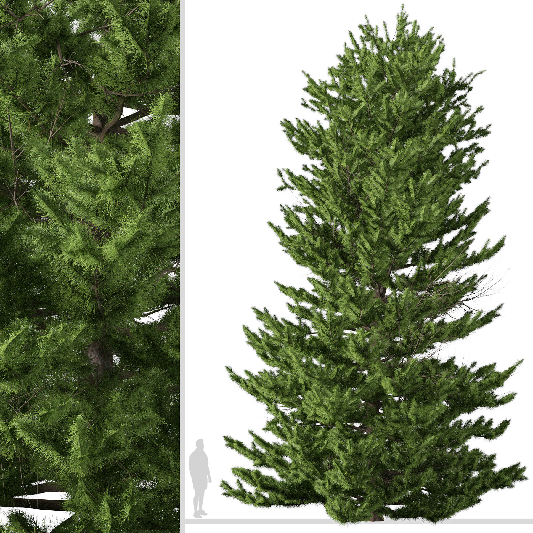 ArtStation - Red spruce Tree ( Picea rubens ) ( 3Ds MAX - Blender ...