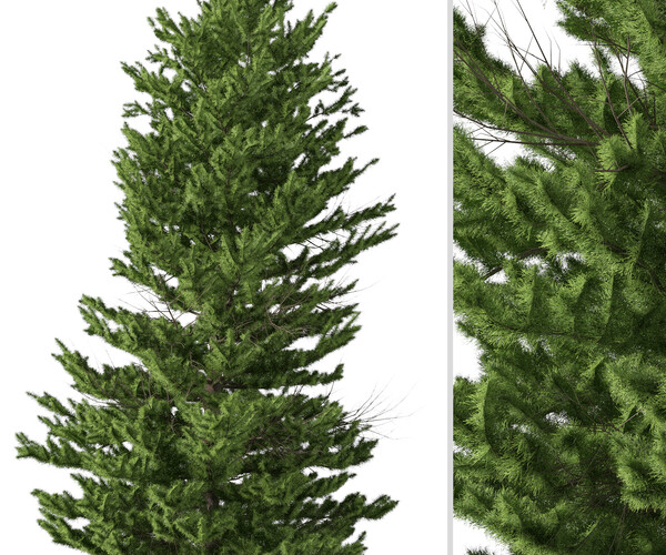 ArtStation - Red spruce Tree ( Picea rubens ) ( 3Ds MAX - Blender ...