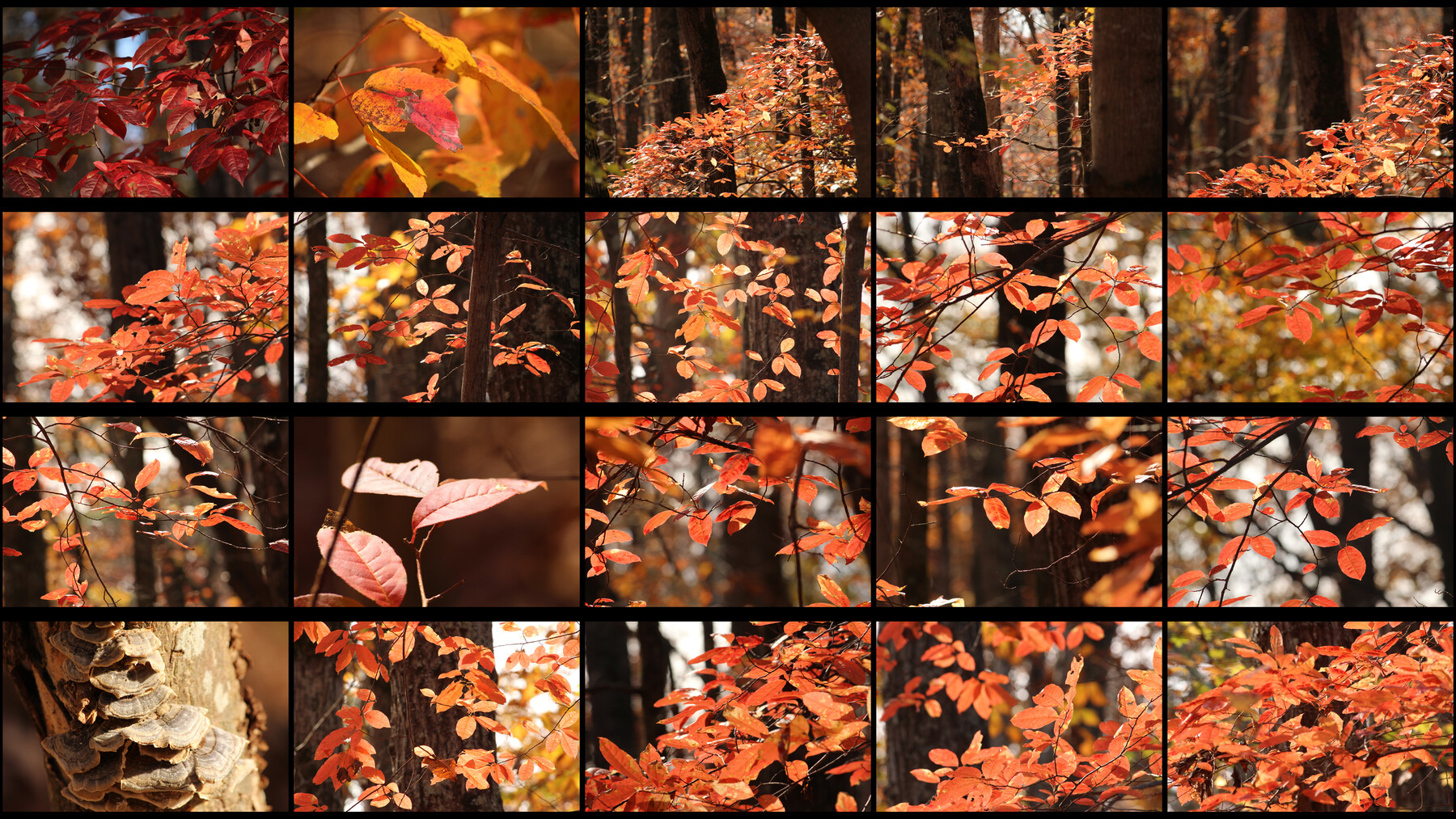 ArtStation - Fall Forest Pack | Resources