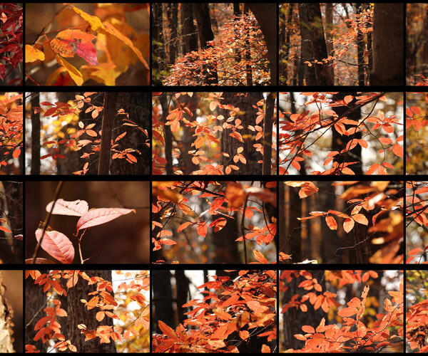 ArtStation - Fall Forest Pack | Resources